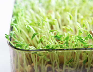 The Raw Food Movement - Dietary Revolution or Health Risk? - Emed